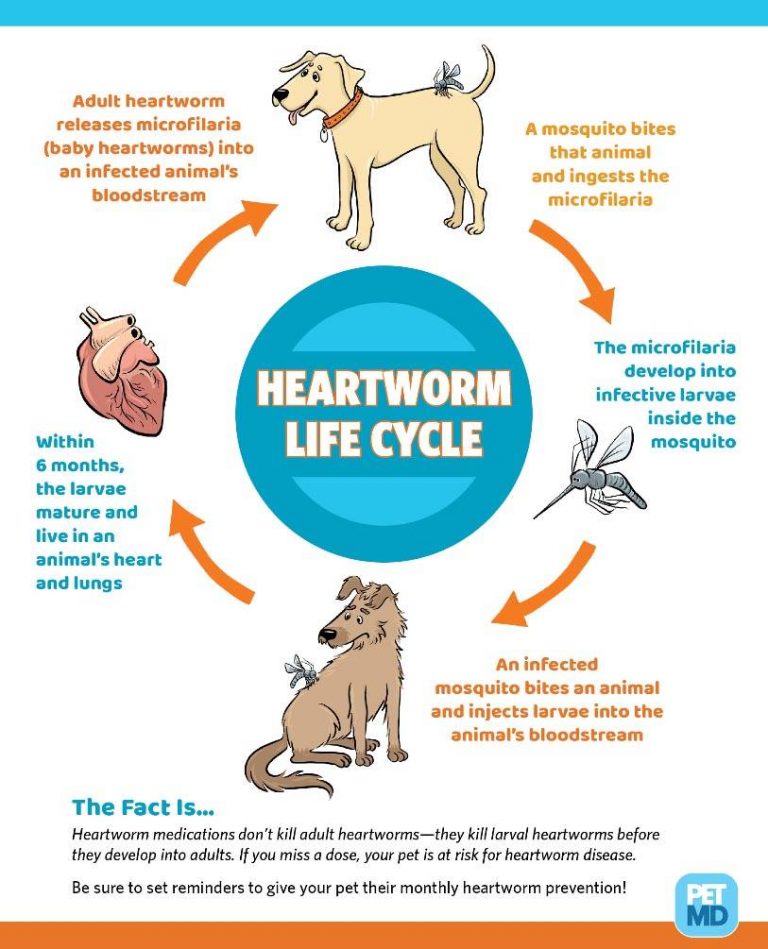 Understand Heartworms - Old Dominion Animal Hospital