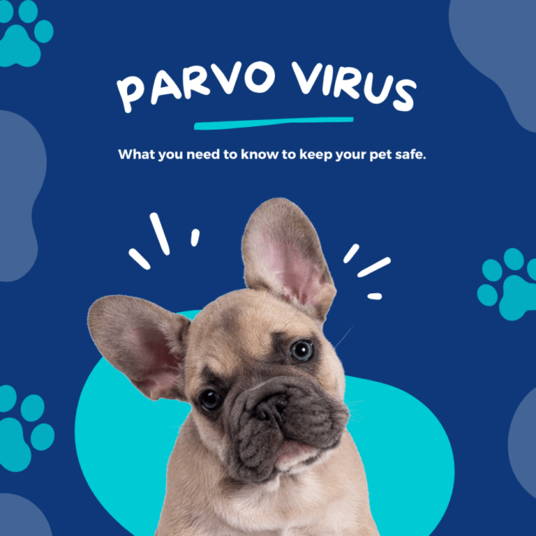 What you need to know about canine parvovirus to protect your pet - Old Dominion Animal Hospital